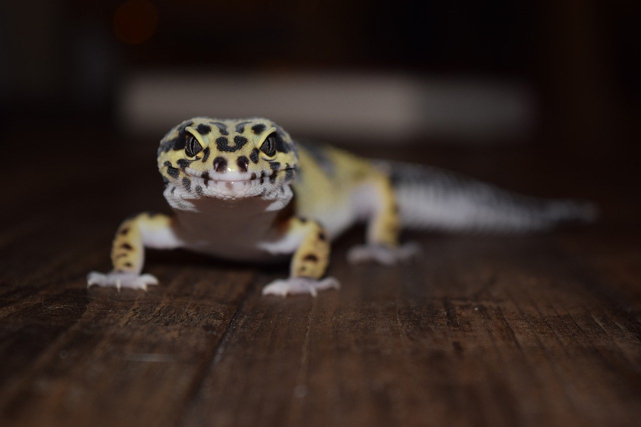 5 Reasons Why Leopard Gecko Stares At You? - Amphibian Life