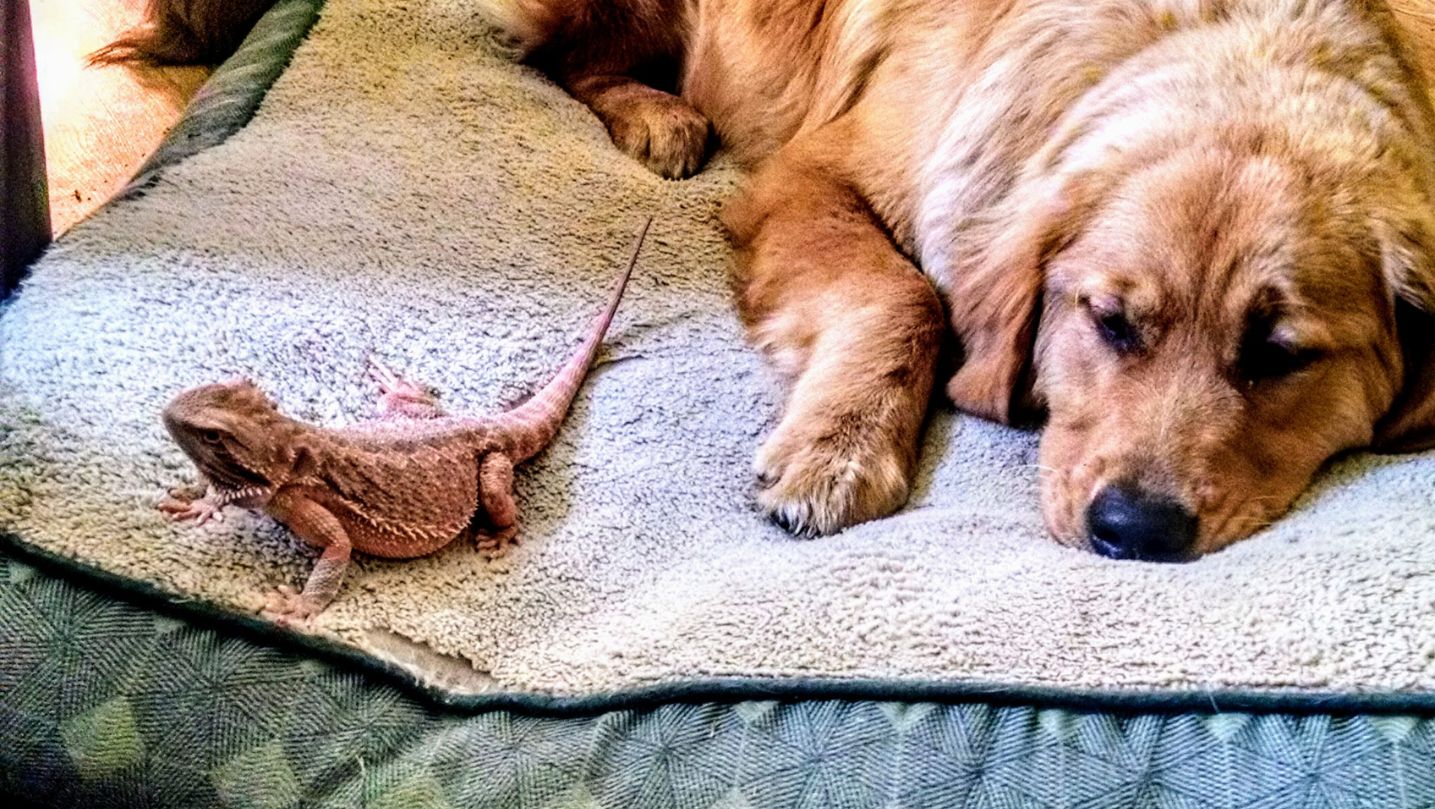Caring for a Bearded Dragon and French Bulldog in a Multi-Pet Household ...