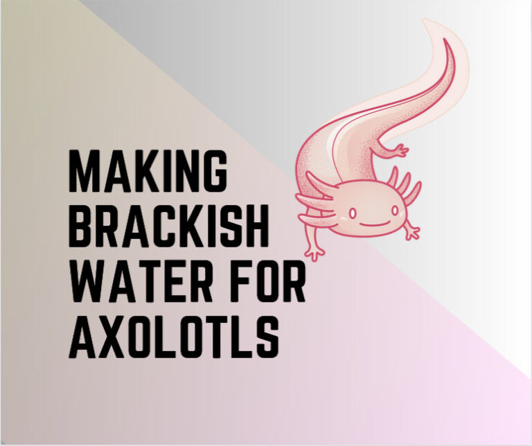 How To Make Brackish Water For Axolotls? - Amphibian Life