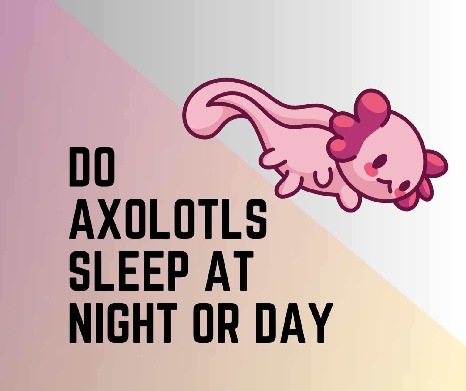 Do Axolotls Sleep At Night OR Day? - Amphibian Life