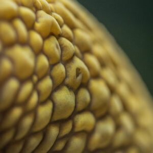 Axolotl Skin Peeling and Shedding [15 Reasons and Solutions ...